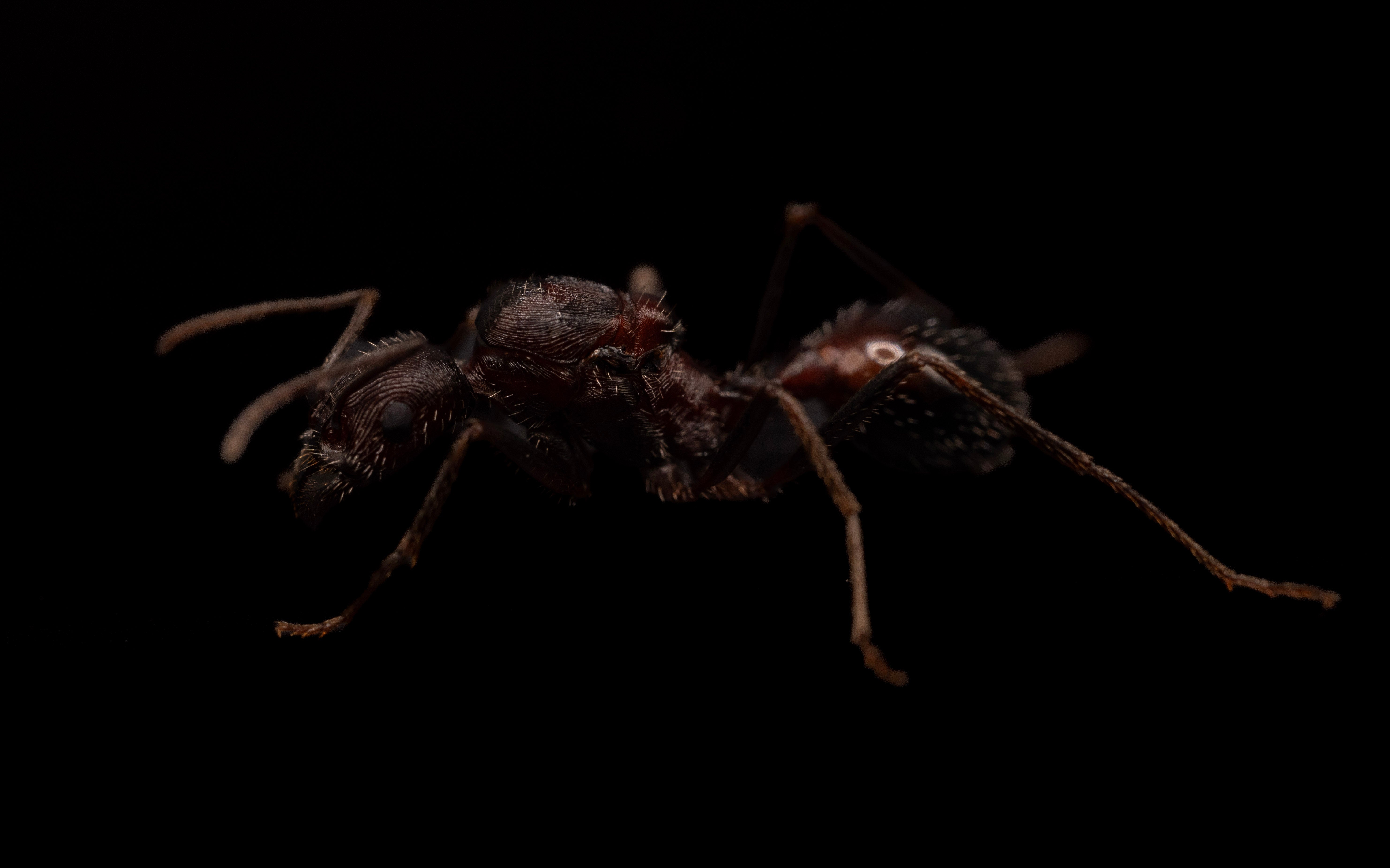 Texas Queen Ants and Ant Colonies for Sale | Antlantis - Antlantis
